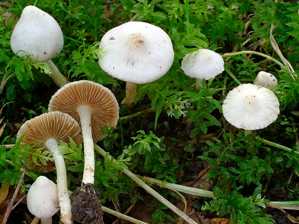 Vezelkoppen (Inocybe) – Antigifcentrum