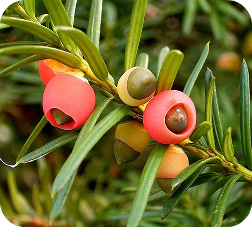 Taxus (Taxus baccata) – Antigifcentrum