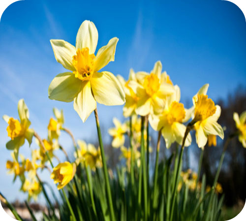 Narcis (Narcissus) – Antigifcentrum