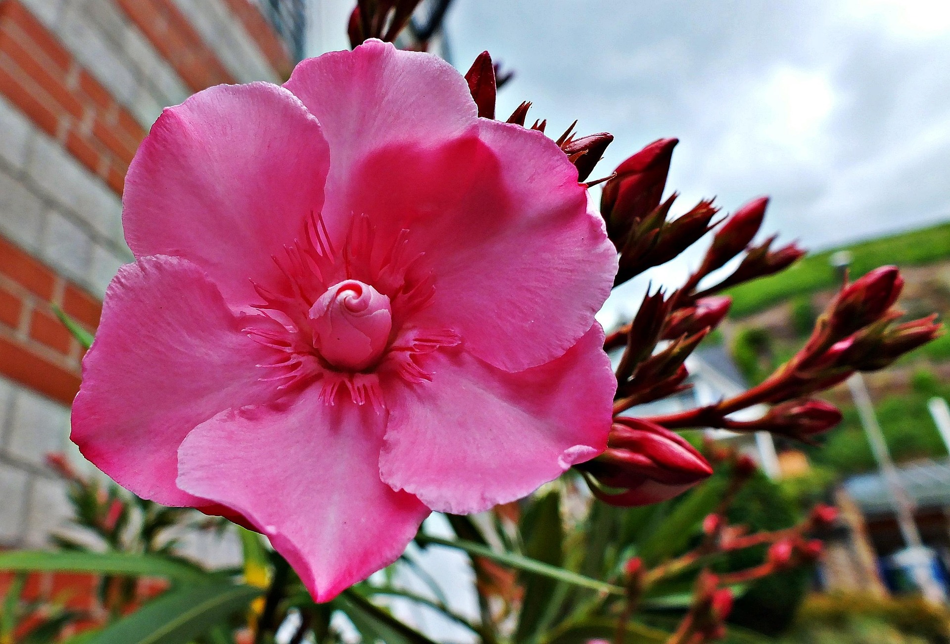 Oleander (Nerium oleander) – Antigifcentrum