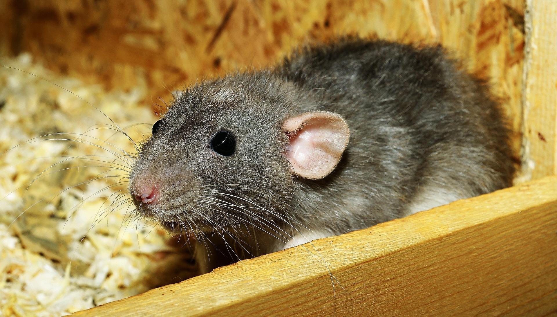 Ratten- en muizenvergif – Antigifcentrum