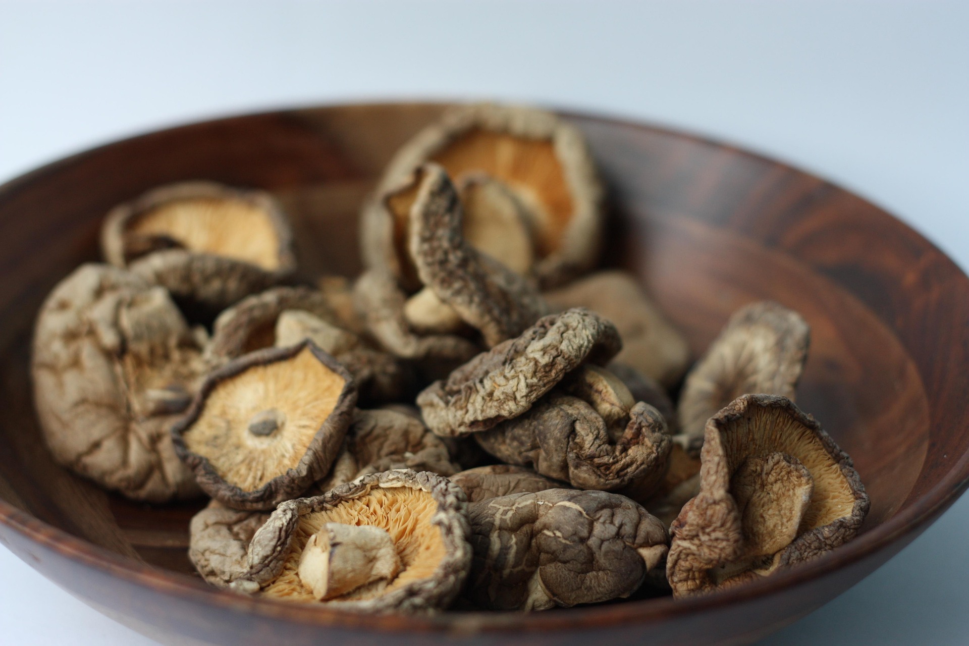 Shiitake (Lentinula edodes) – Antigifcentrum