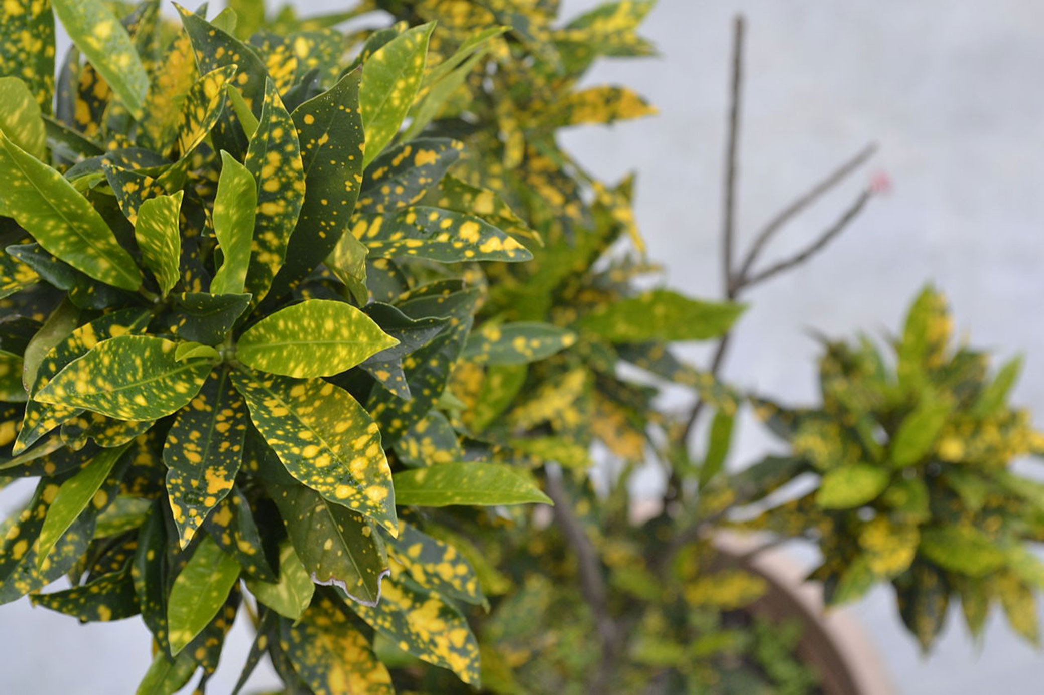Broodboom (Aucuba japonica) – Antigifcentrum