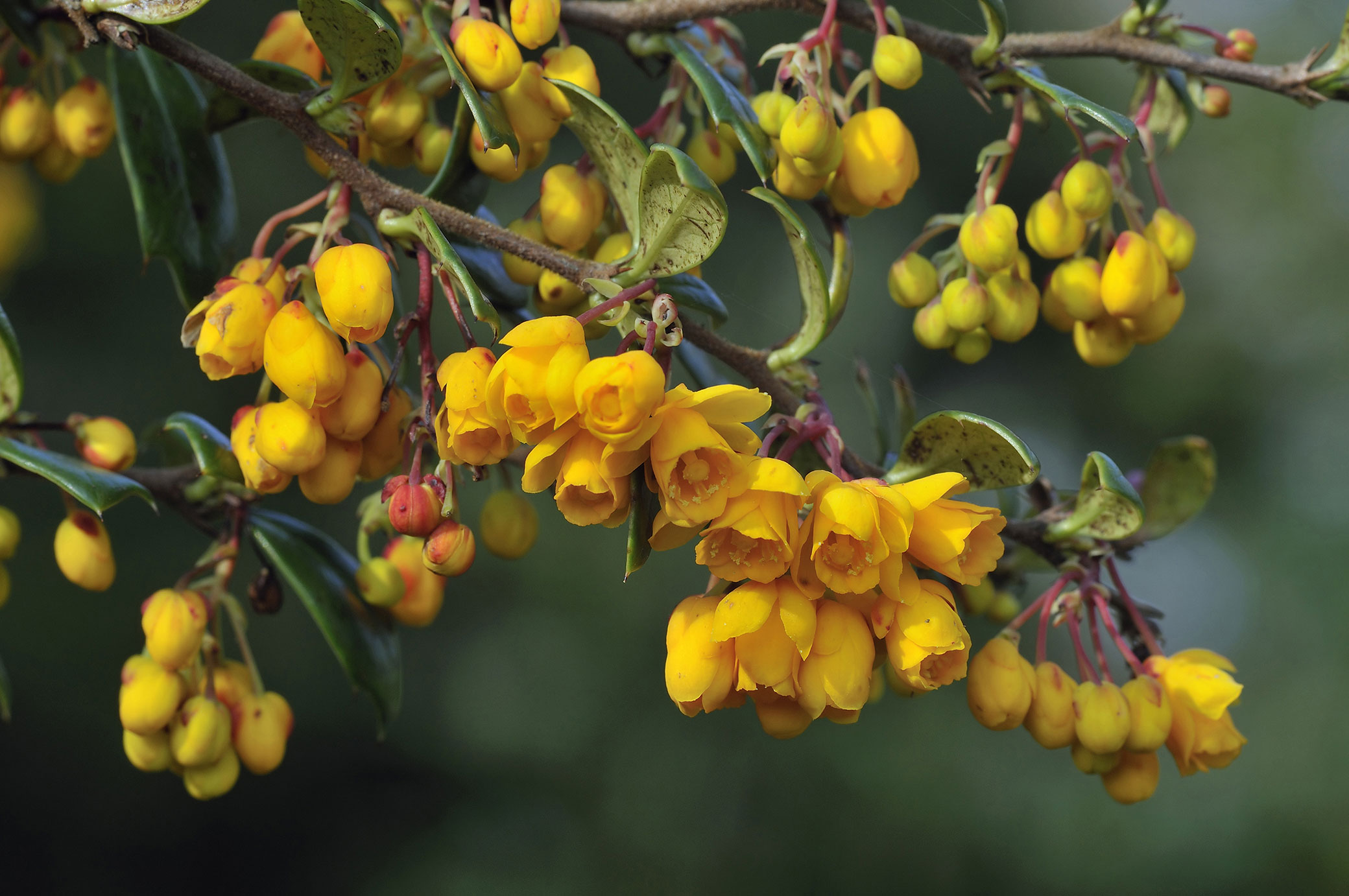 Zuurbes (Berberis vulgaris) – Antigifcentrum